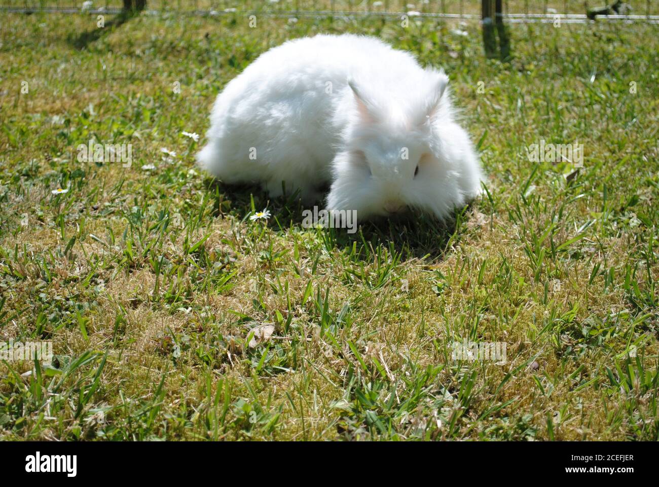 Cute fluffy white bunny sitting in a field Stock Photo - Alamy