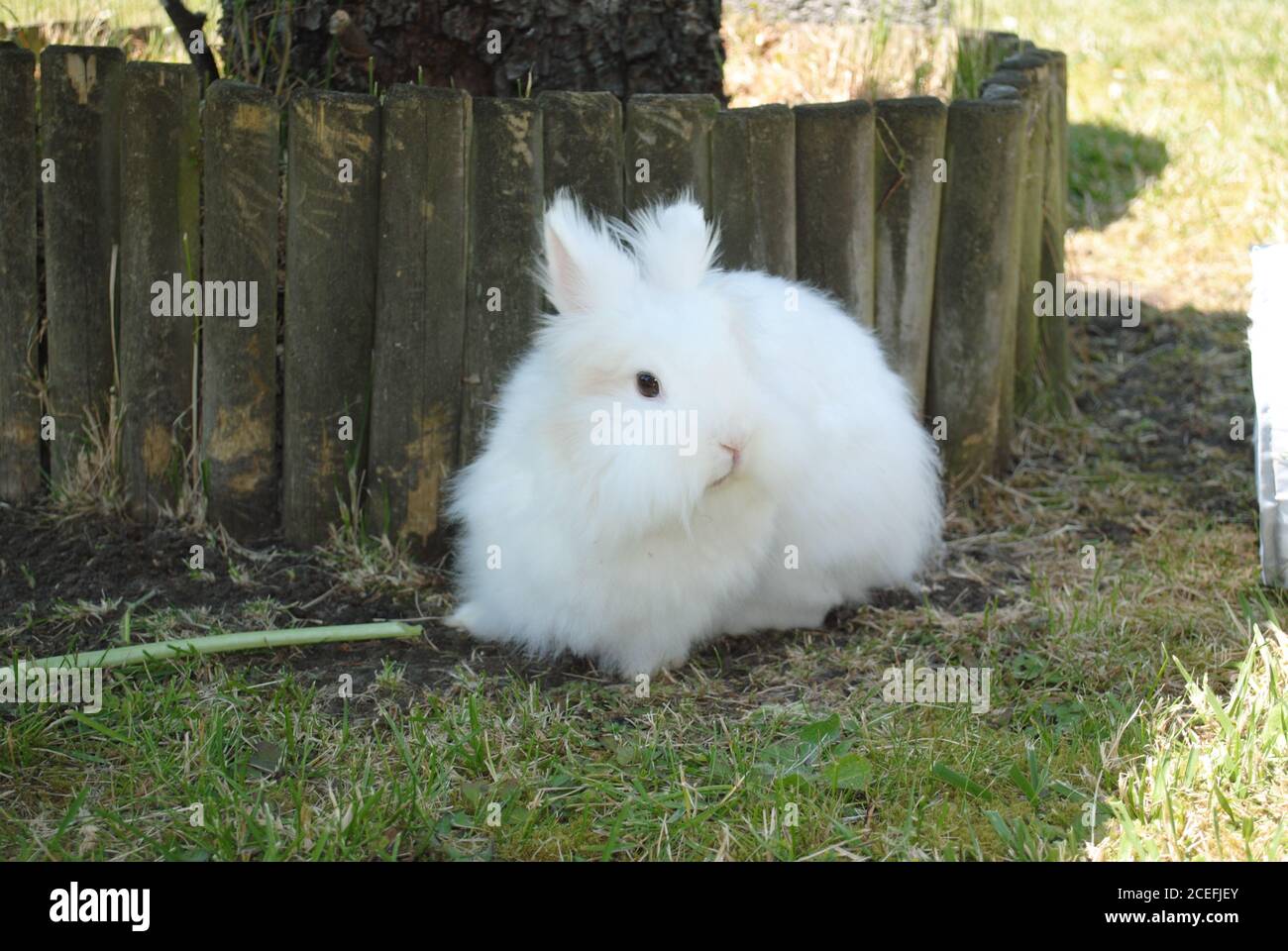 Closeup shot of a cute fluffy bunny Stock Photo - Alamy