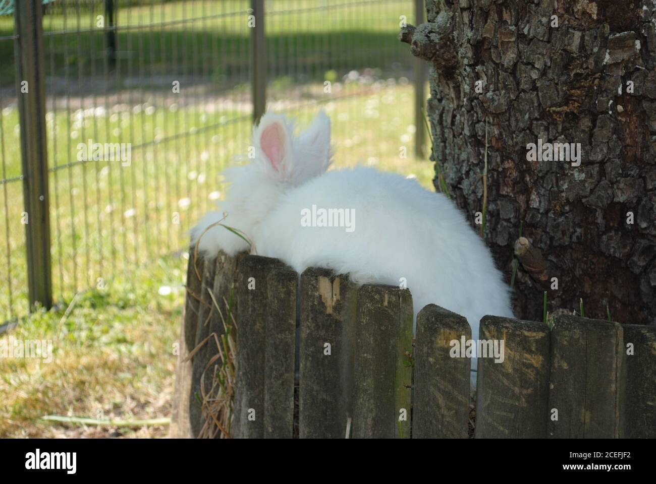 Closeup shot of a cute fluffy bunny Stock Photo - Alamy
