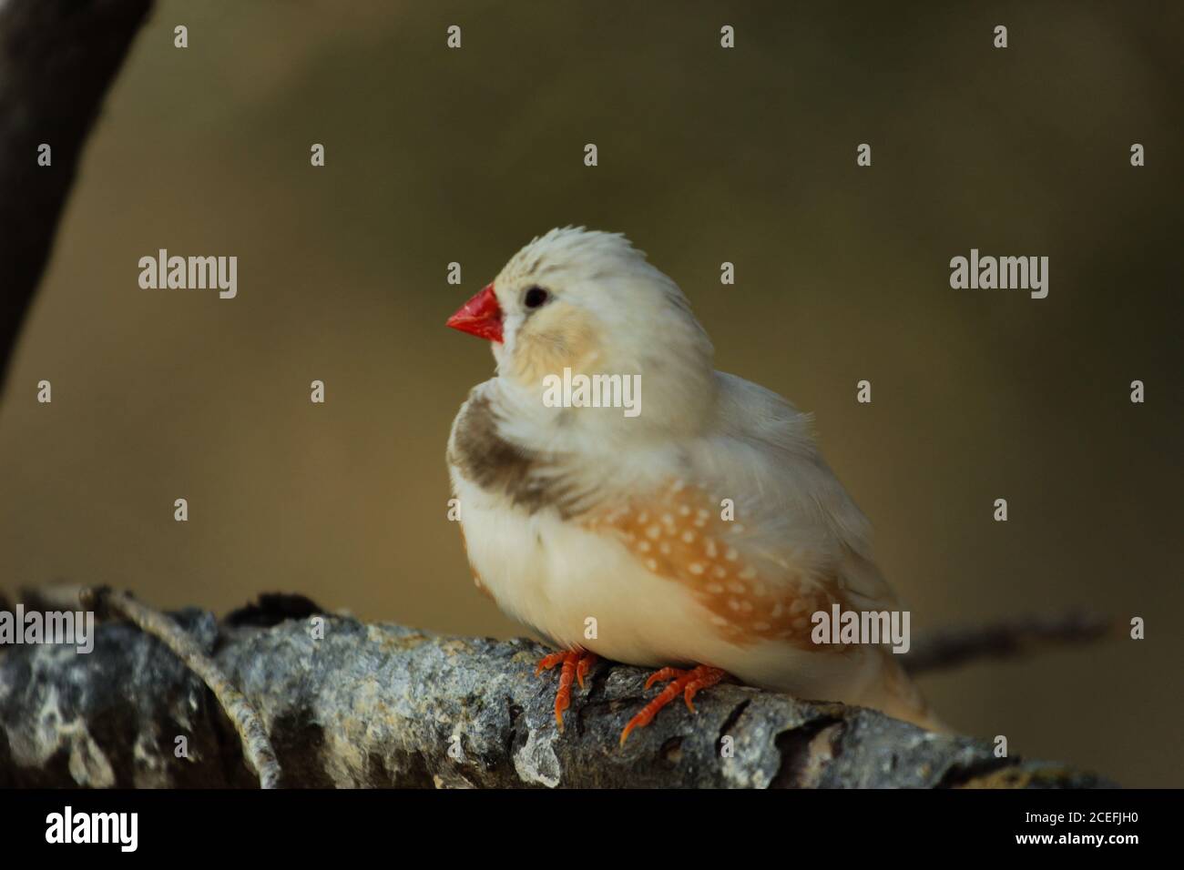 The zebra finch Taeniopygia guttata - colour mutation bred in captivity ...