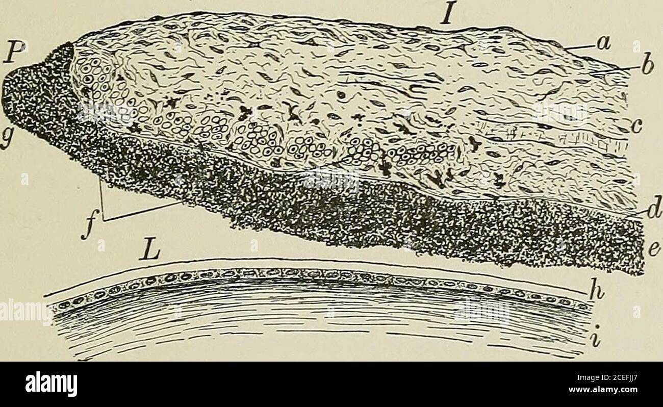 Corneal Epithelium Histology
