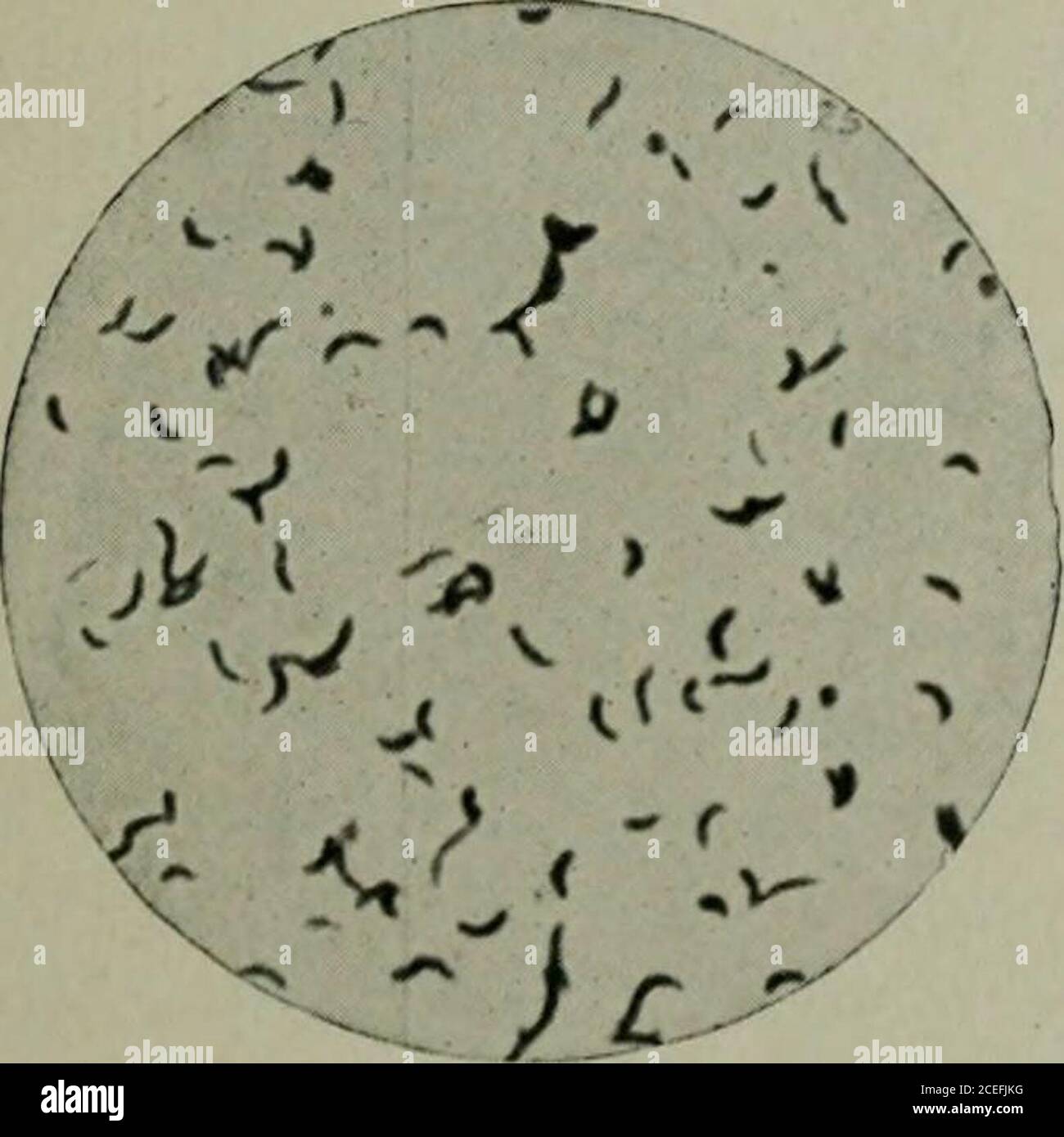 . Pathogenic micro-organisms, including bacteria and Protozoa; a ...