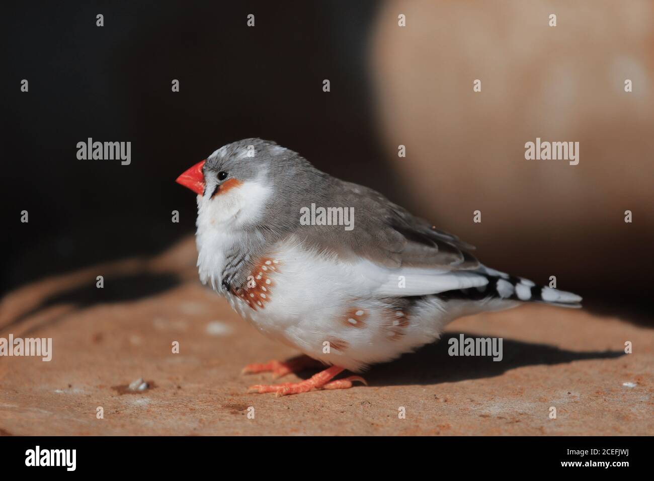 The zebra finch Taeniopygia guttata - colour mutation called pied Stock ...