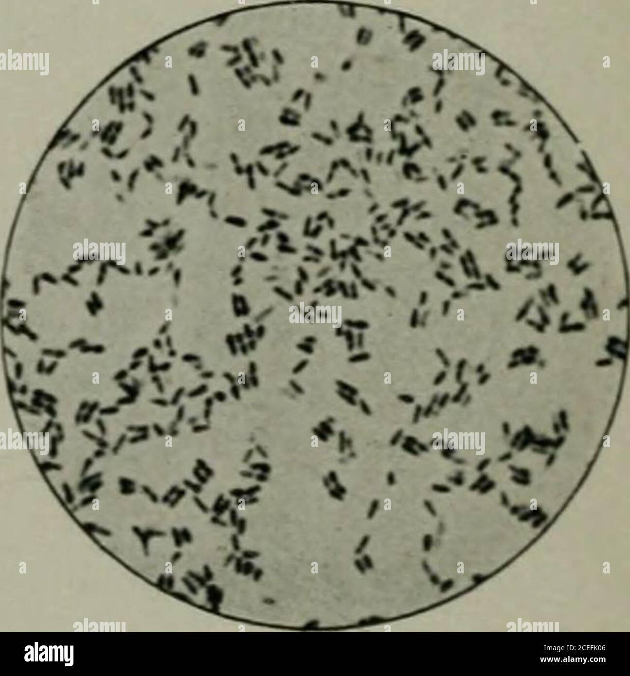 . Pathogenic micro-organisms, including bacteria and Protozoa; a ...