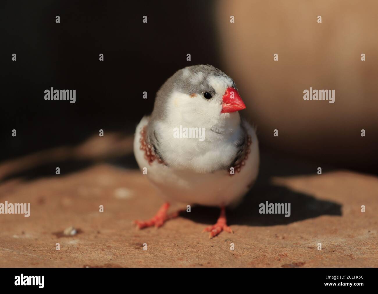 The zebra finch Taeniopygia guttata - colour mutation called pied ...
