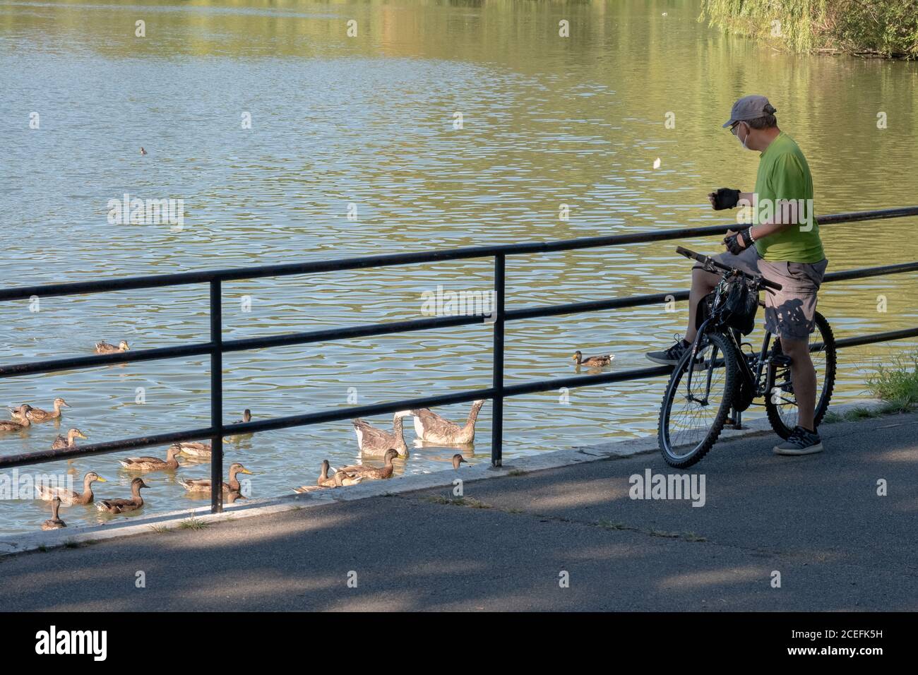 A man on a bicycle feed the ducks in the lake at Kissena Park in Flushing, New York City Stock ...