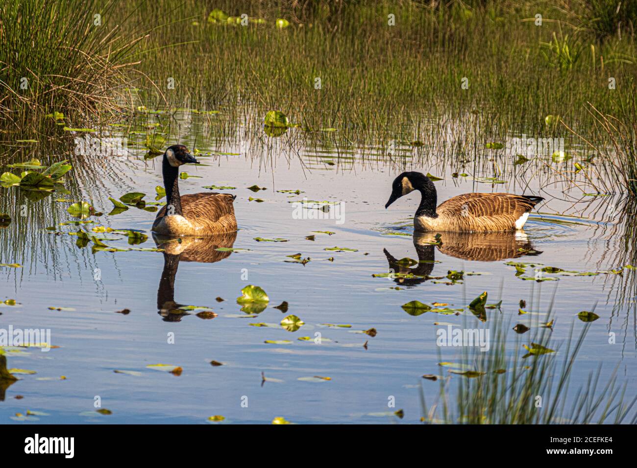 Canada Geese floating on a pond Stock Photo - Alamy