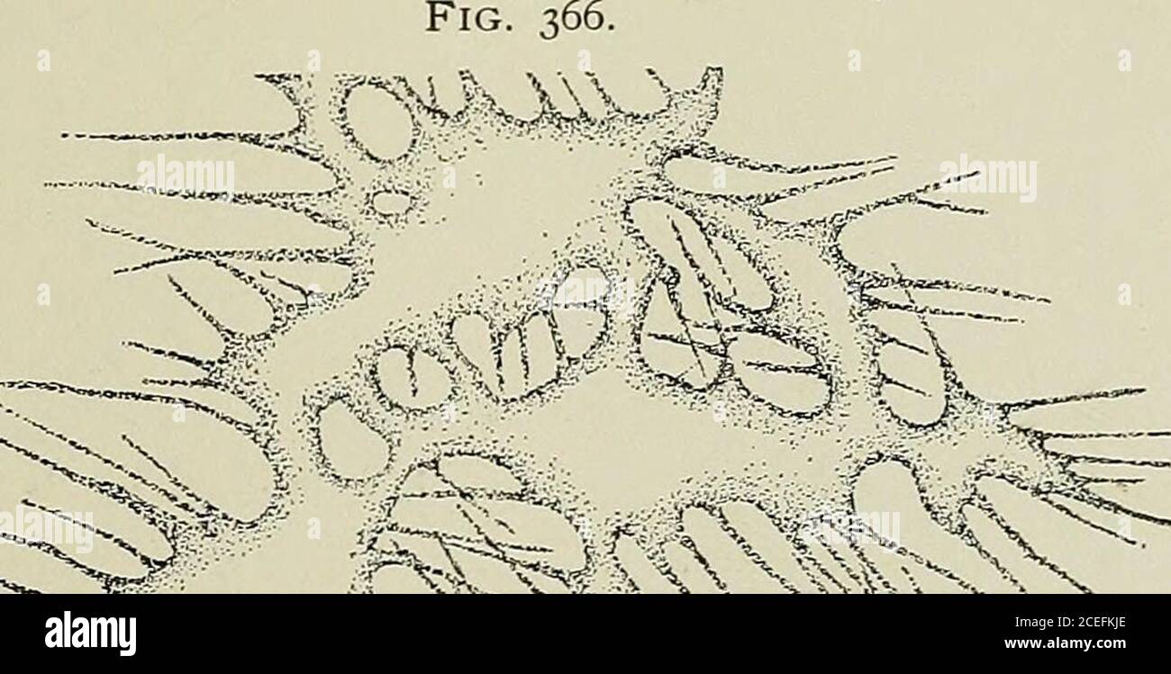 Wandering cells hi-res stock photography and images - Alamy