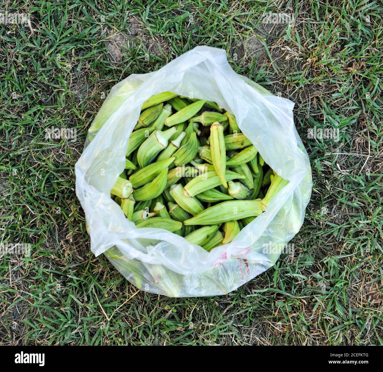 fresh okra in a nylon bag Stock Photo - Alamy