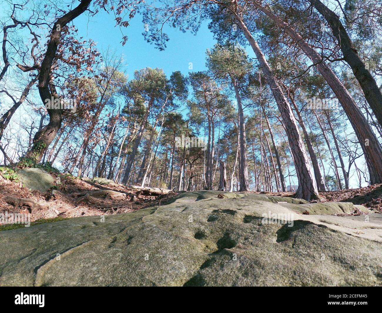 Low angle shot of tall trees under a blue sky Stock Photo - Alamy