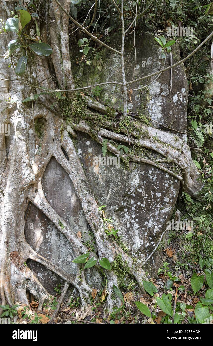 Closeup vertical shot of a strangler fig Stock Photo - Alamy