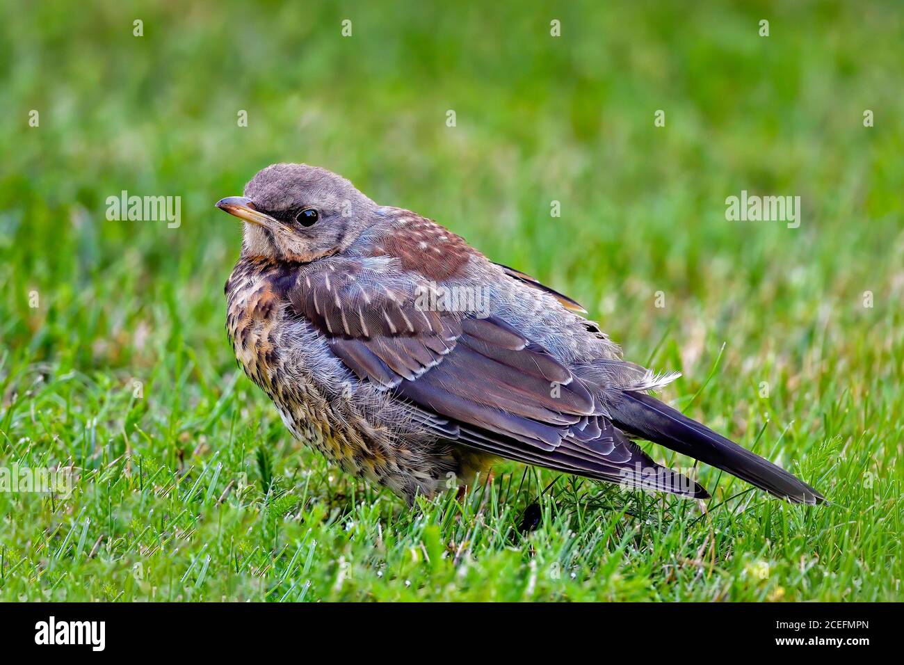 Fieldfare visiting backyard Stock Photo - Alamy