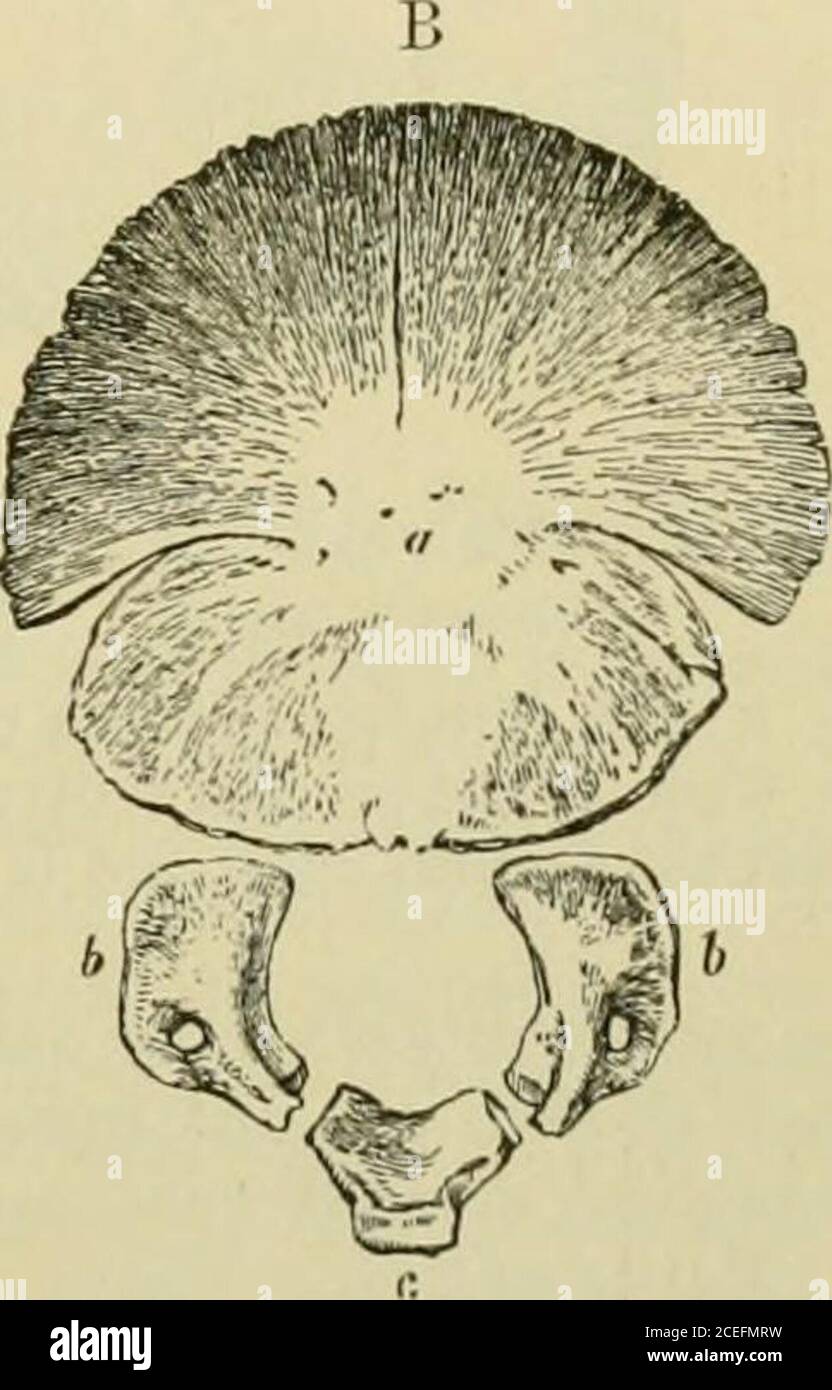 Basilar part of the occipital bone hi-res stock photography and images ...