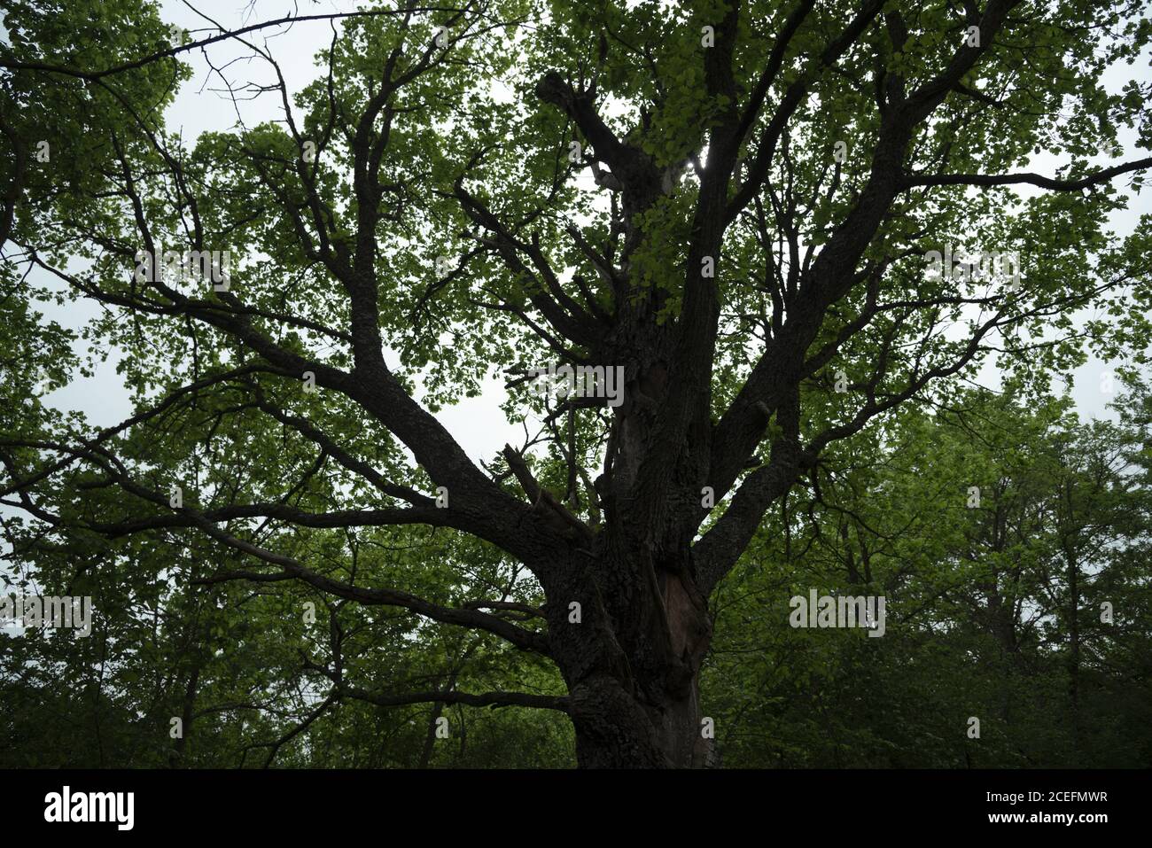 Low-angle shot of an oak tree with branches and green leaves Stock ...