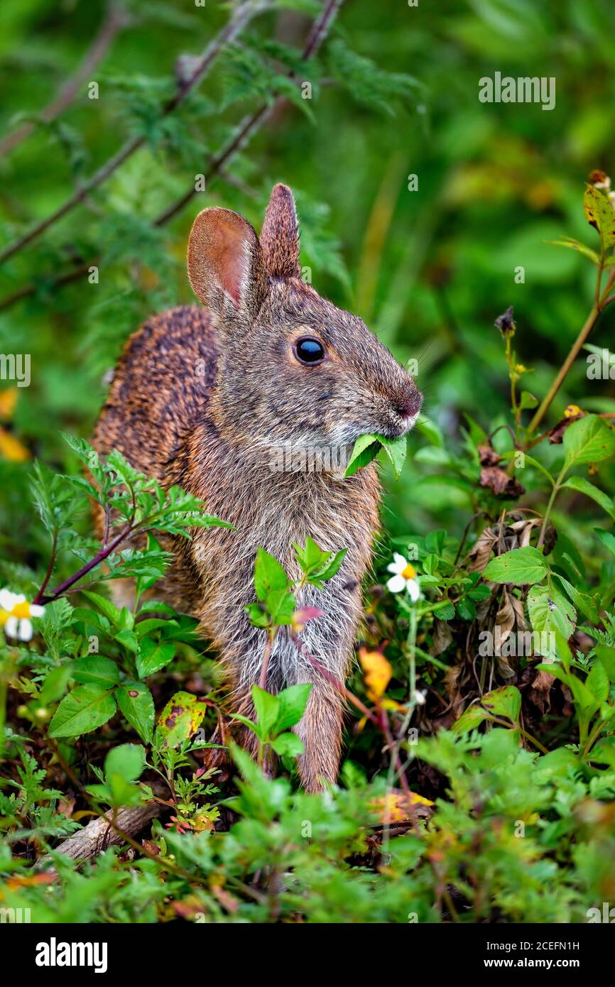 Rabbit Habitat High Resolution Stock Photography and Images - Alamy