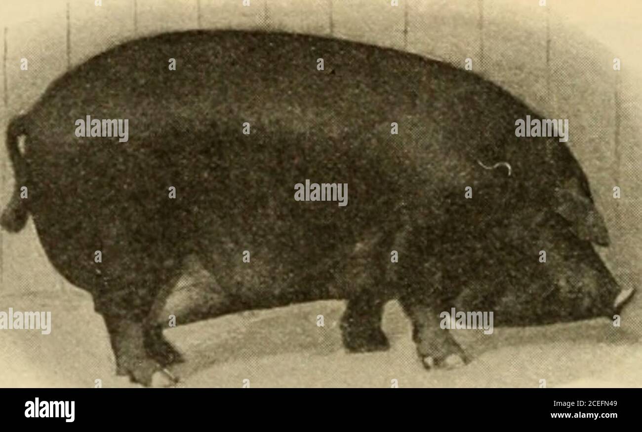 . Agriculture for beginners. Fig. 182. A Pair of Porkers of generations ...