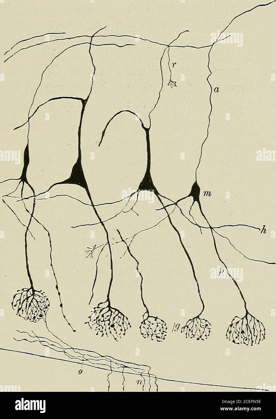 . Text-book of normal histology: including an account of the ...