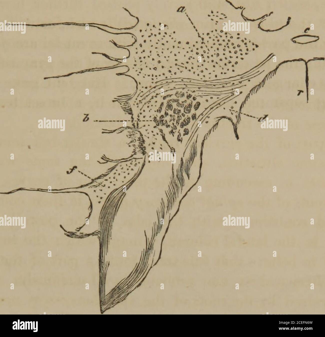. The gray substance of the medulla oblongata and trapezium. rds along ...