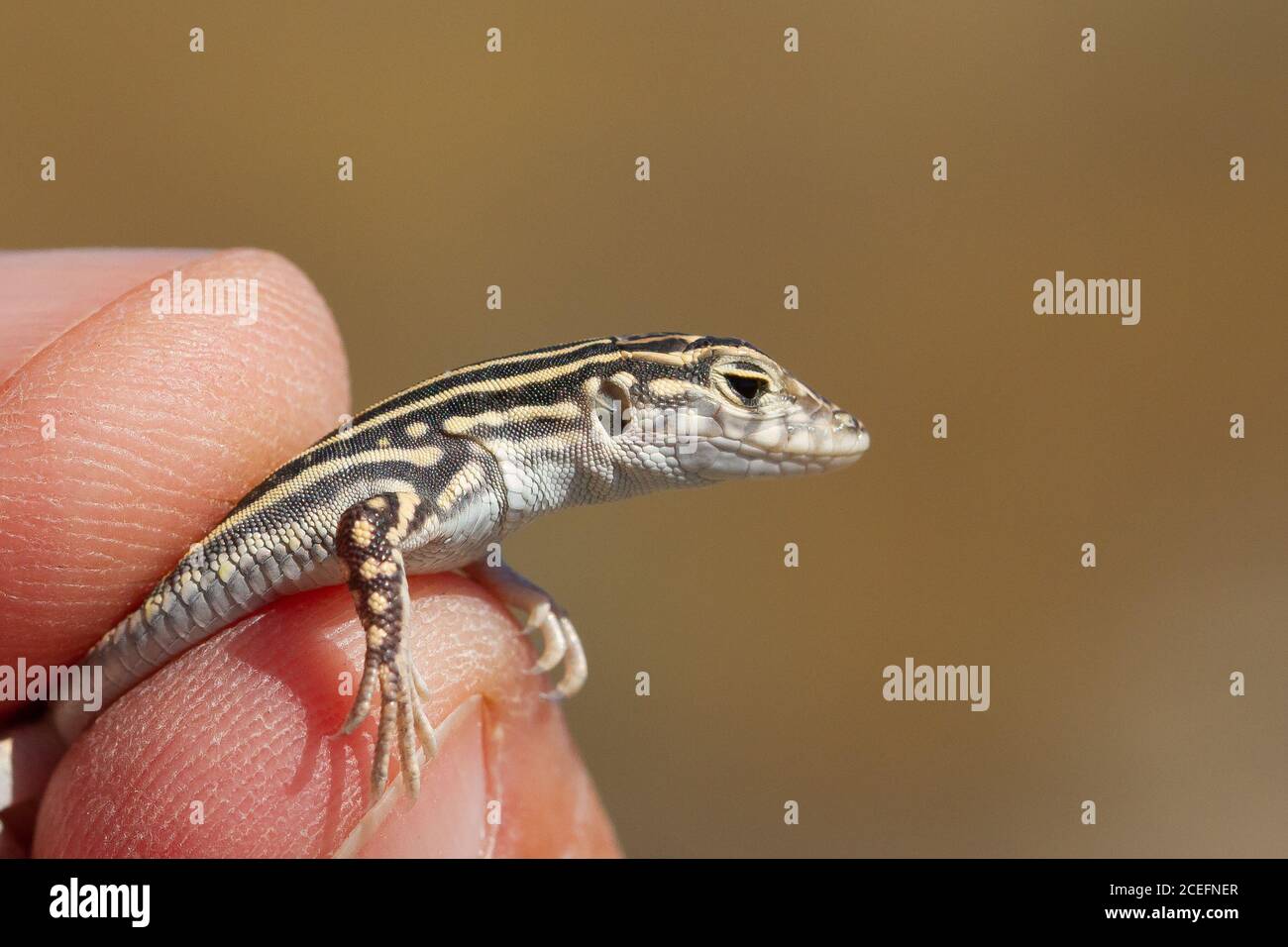 Selective focus shot of an Acanthodactylus erythrurus lizard in Spain ...
