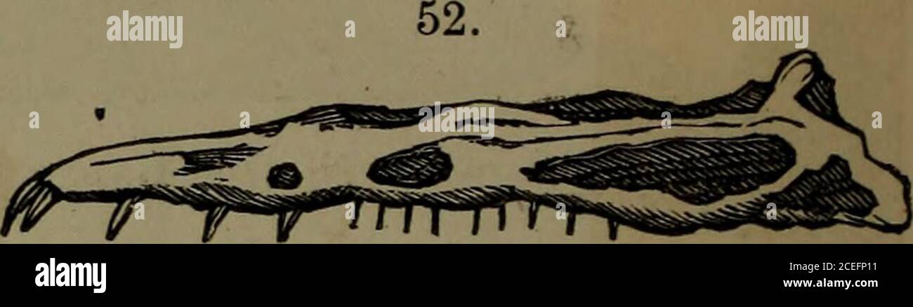 Nothosaurus hi-res stock photography and images - Alamy