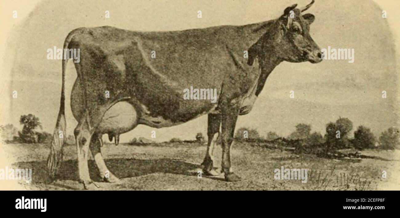 . Agriculture for beginners. Fig. 174. Aberdeen-Angus Cow (a Beef Type ...