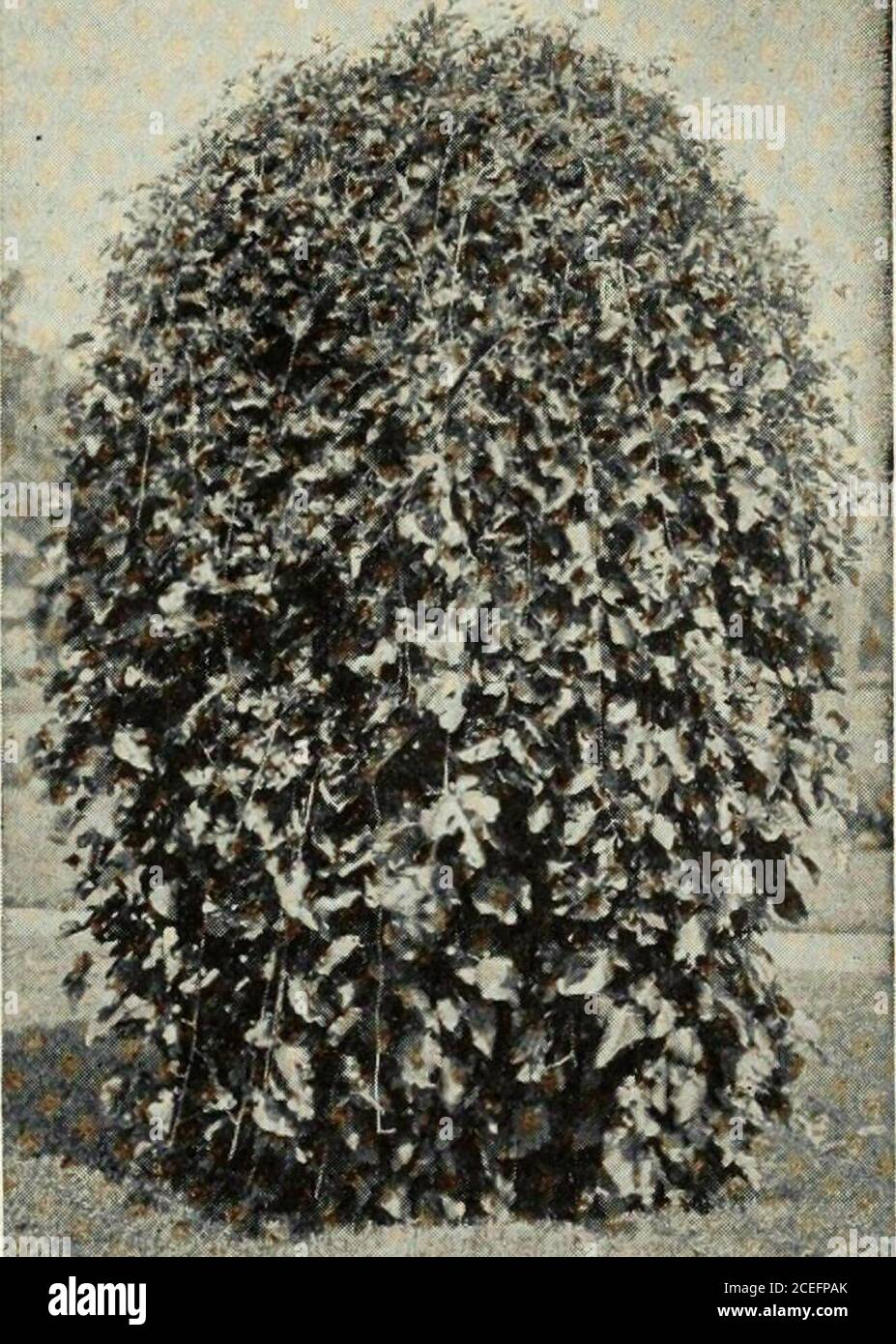 . Revised, illustrated and descriptive catalogue of fruit and ...