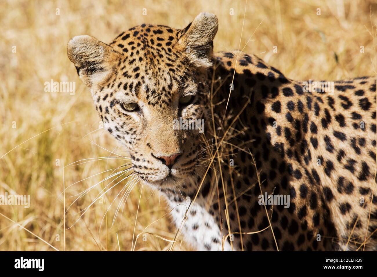 Most beautiful leopard hi-res stock photography and images - Alamy