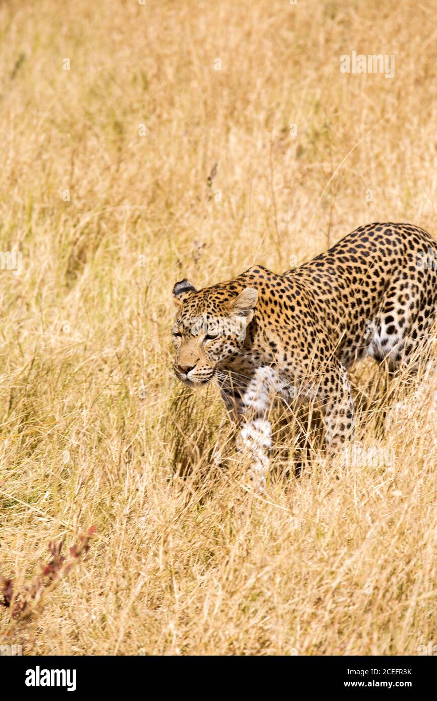 Most beautiful leopard hi-res stock photography and images - Alamy