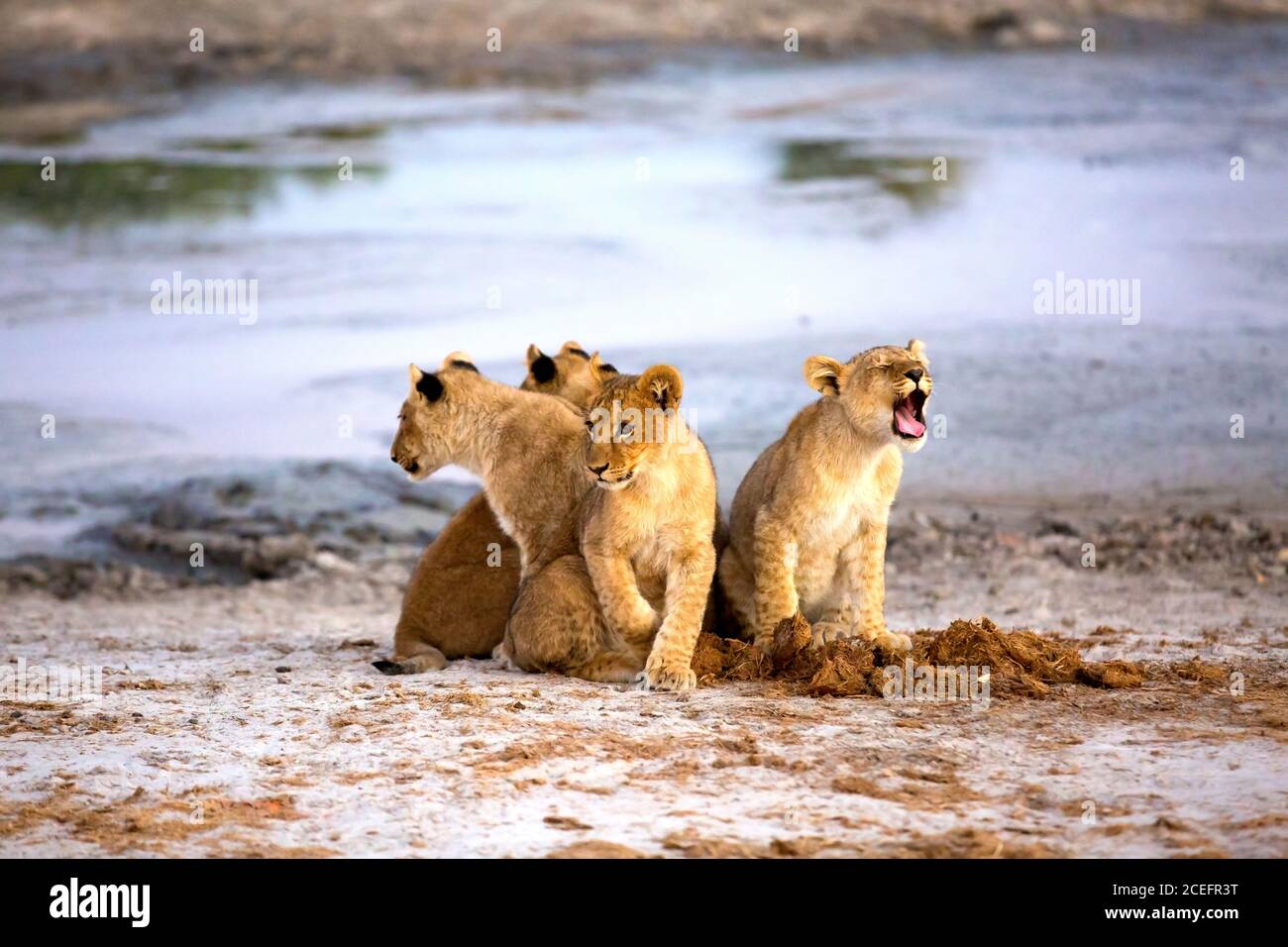 Group of lion hi-res stock photography and images - Alamy