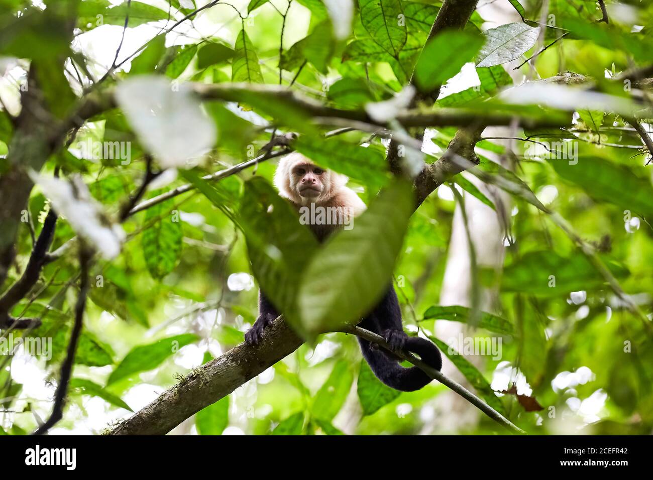 Funny monkey sitting on jungle tree Stock Photo - Alamy