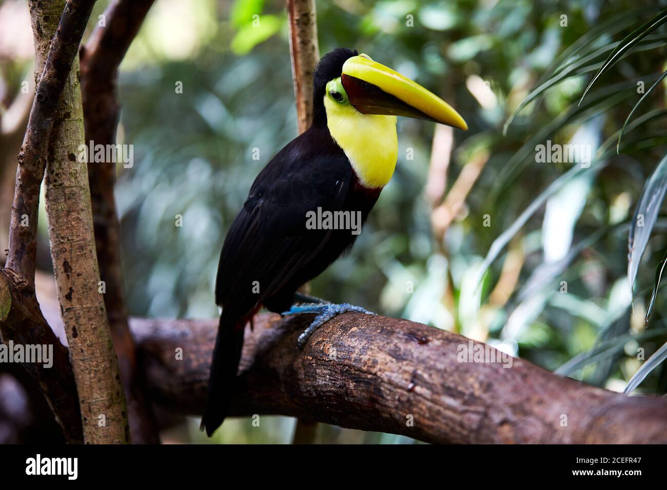 Beautiful toucan sitting on tree Stock Photo - Alamy