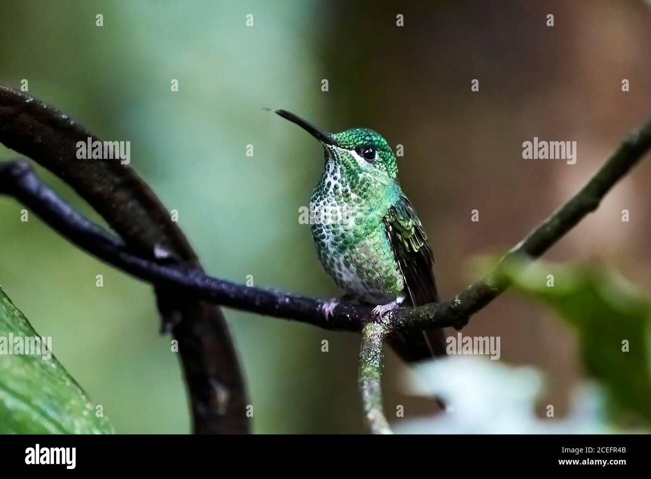 Cute bird sitting on twig Stock Photo - Alamy