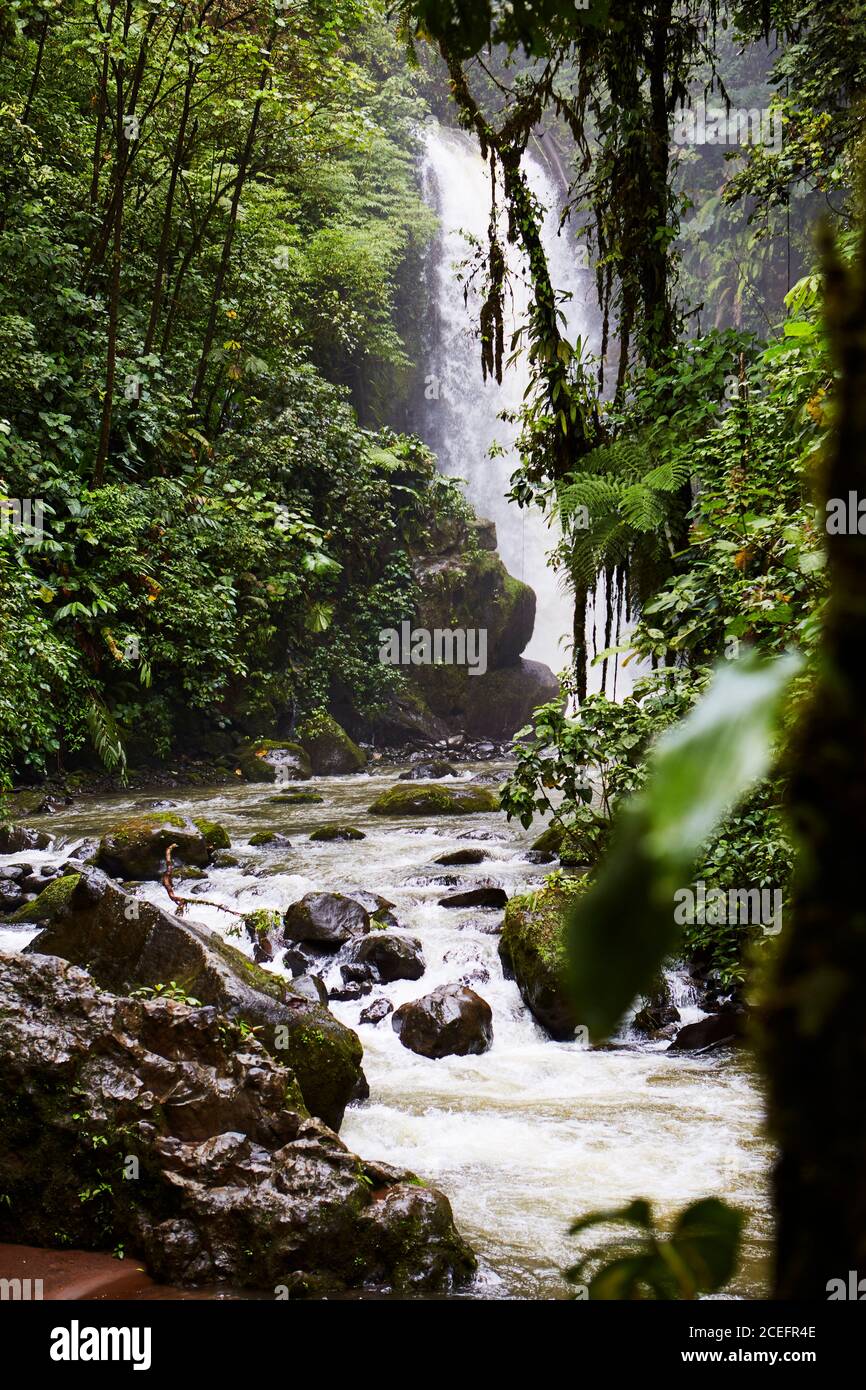 Beautiful rainforest hi-res stock photography and images - Alamy