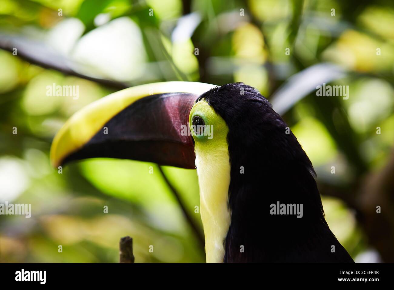 Beautiful toucan hi-res stock photography and images - Alamy