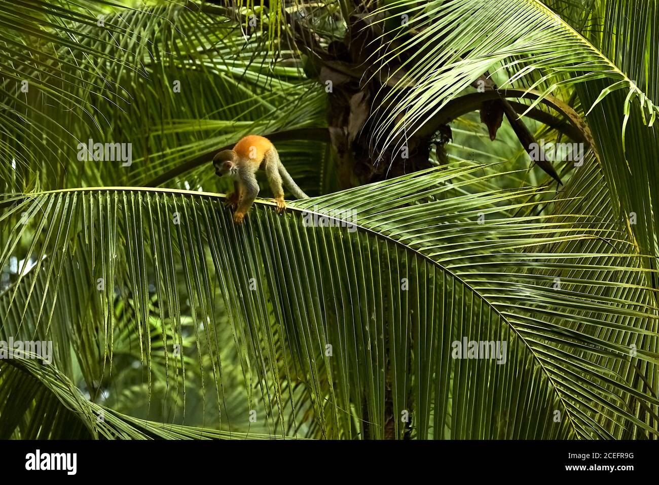 Funny monkey sitting on jungle tree Stock Photo - Alamy