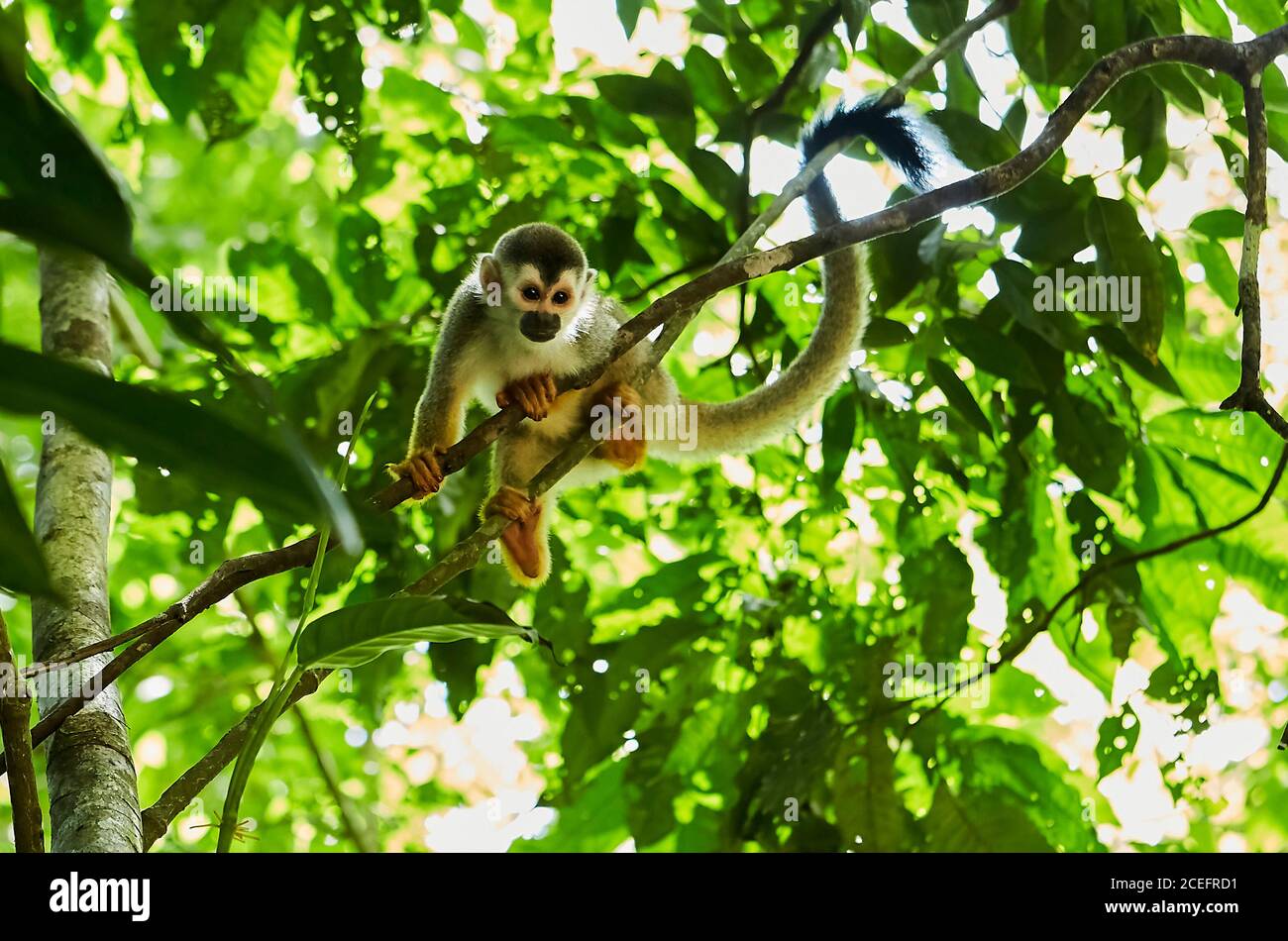 Funny monkey hi-res stock photography and images - Alamy