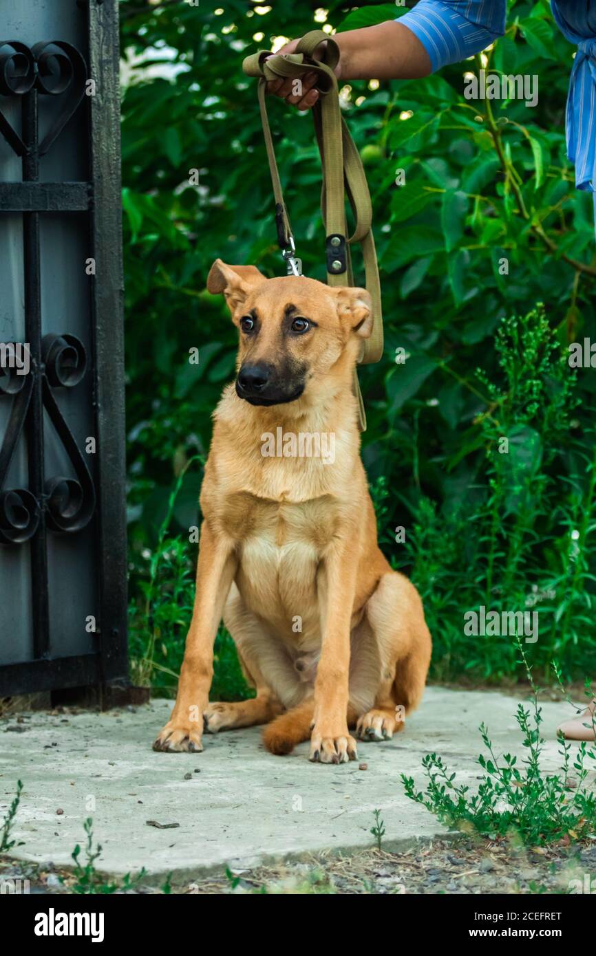The dog is adopted, she is very afraid of this, she stands next to the ...