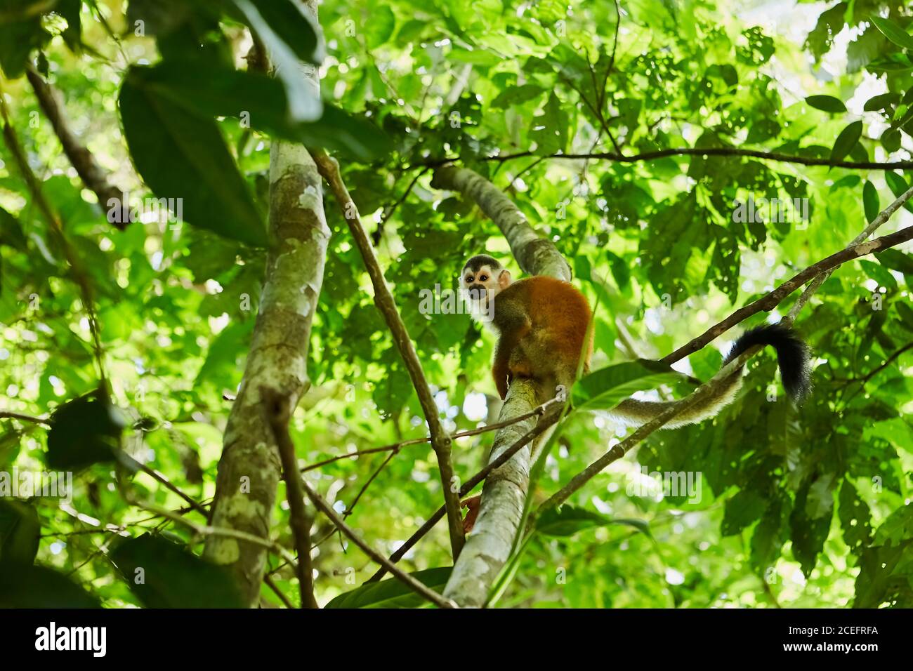 Funny monkey sitting on jungle tree Stock Photo - Alamy