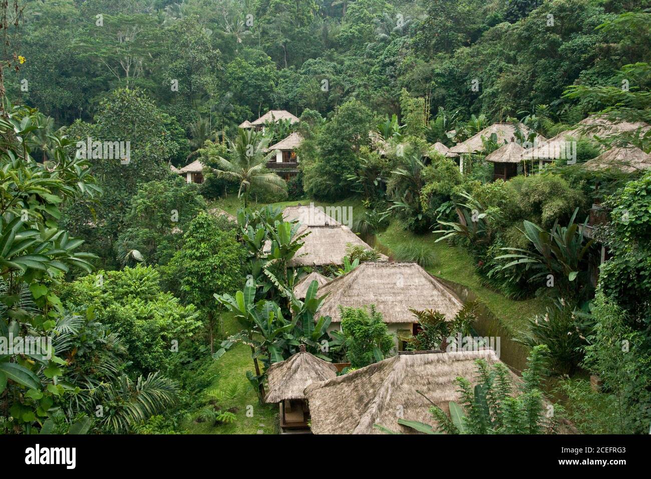 Palm jungle from above hi-res stock photography and images - Alamy