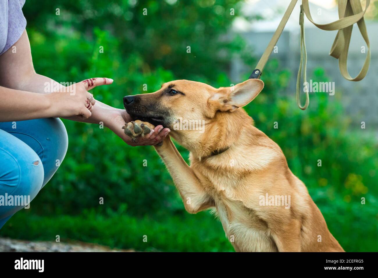 The dog is adopted, she is very afraid of this, she stands next to the ...