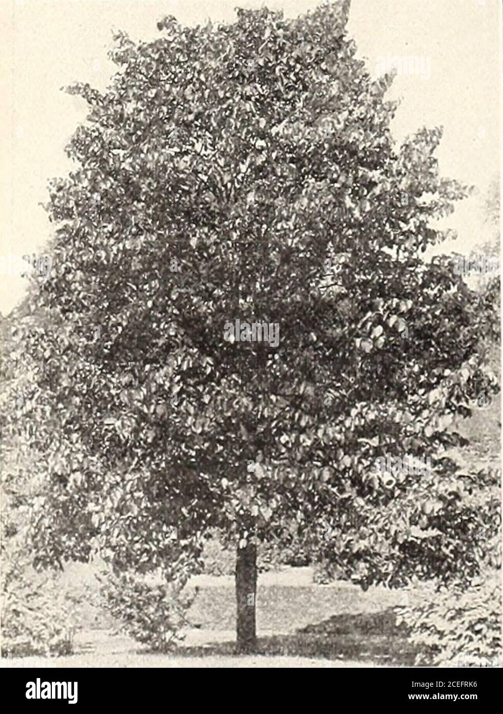 . Revised, illustrated and descriptive catalogue of fruit and ...