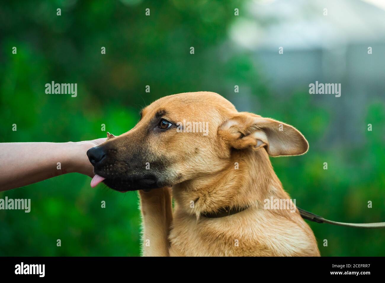 The dog is adopted, she is very afraid of this, she stands next to the ...