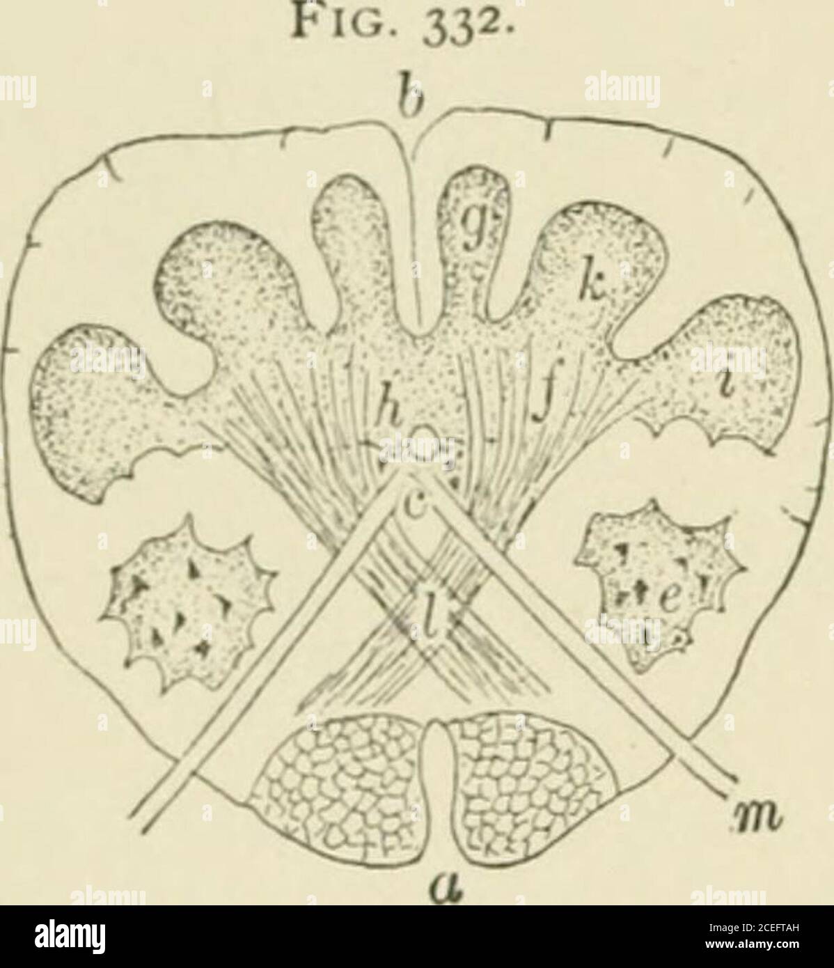 Greater cornu hi-res stock photography and images - Alamy