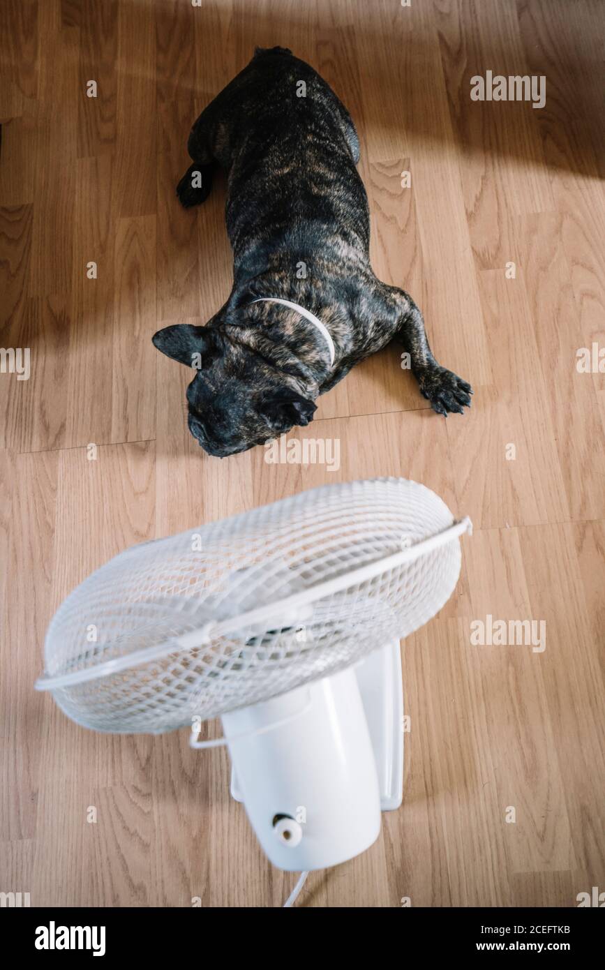 Electric fan dog hi-res stock photography and images - Alamy