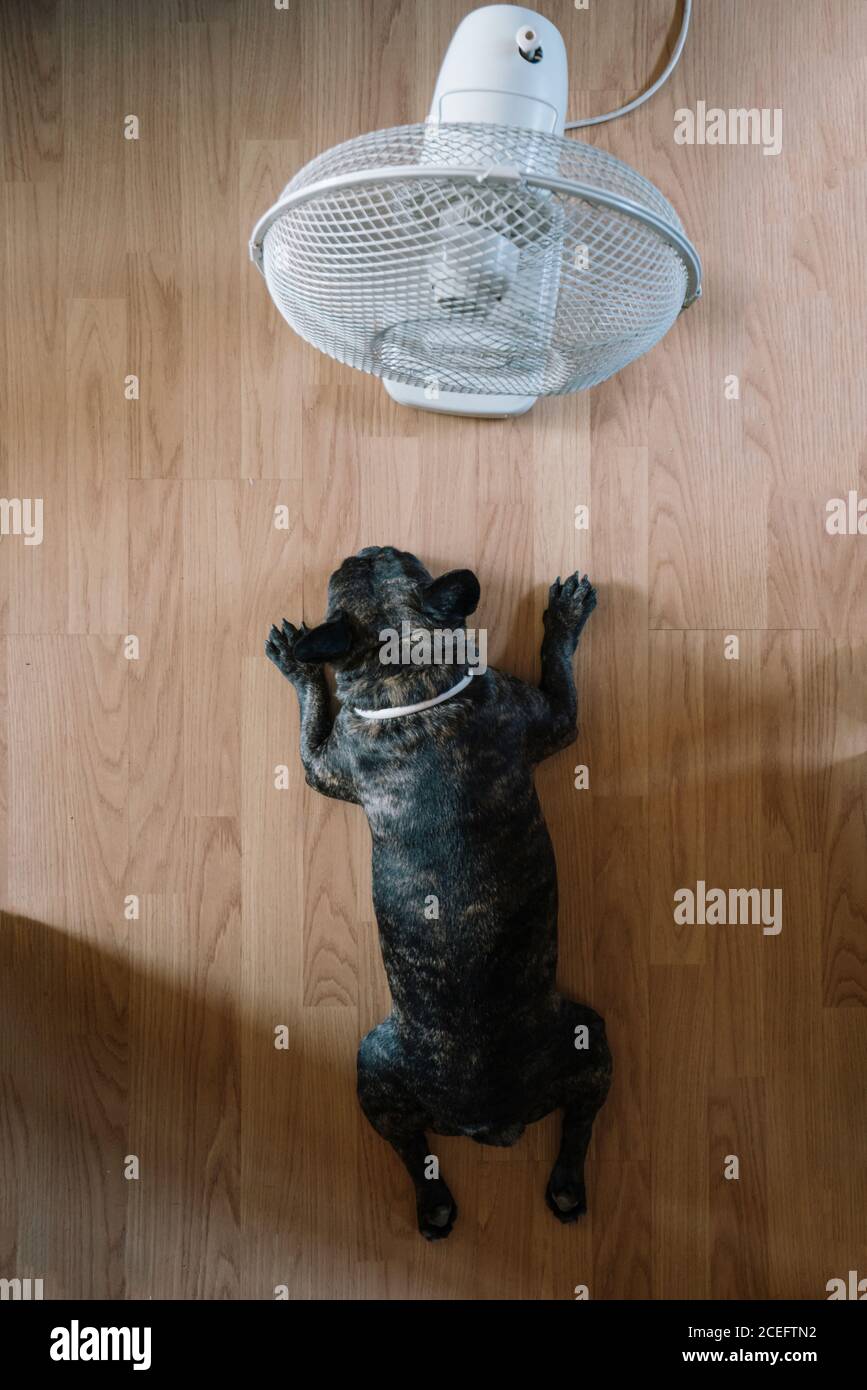 French bulldog dog in front of an air fan Stock Photo - Alamy