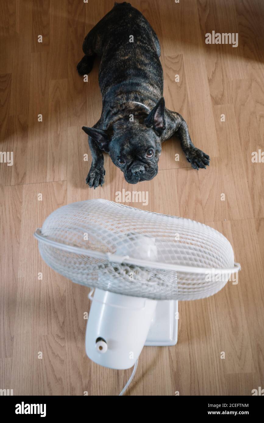 Bulldog fan hi-res stock photography and images - Alamy