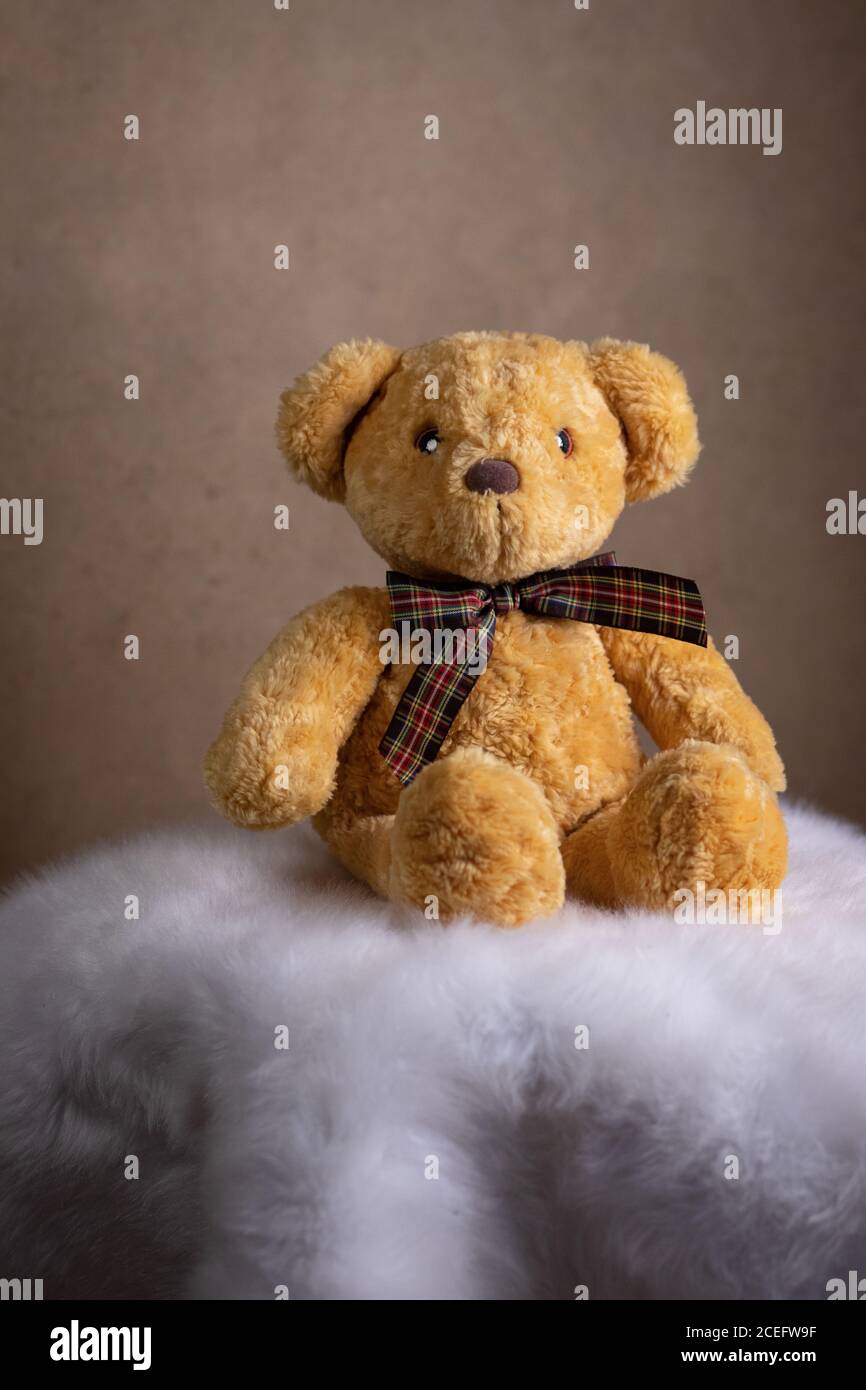 Teddy bear in studio Stock Photo - Alamy