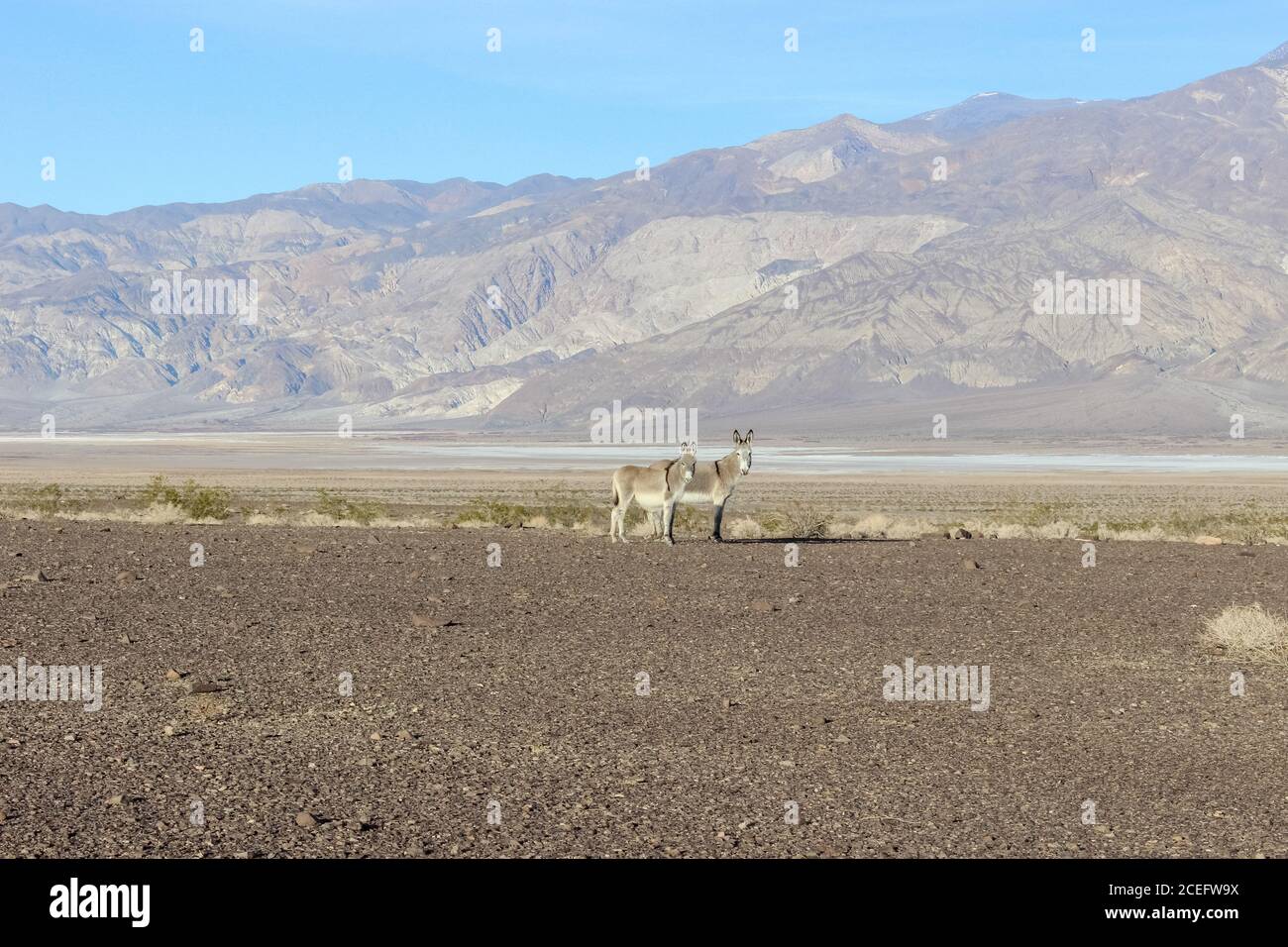 Beautiful shot of wild burros the Death Valley National Park in the USA ...