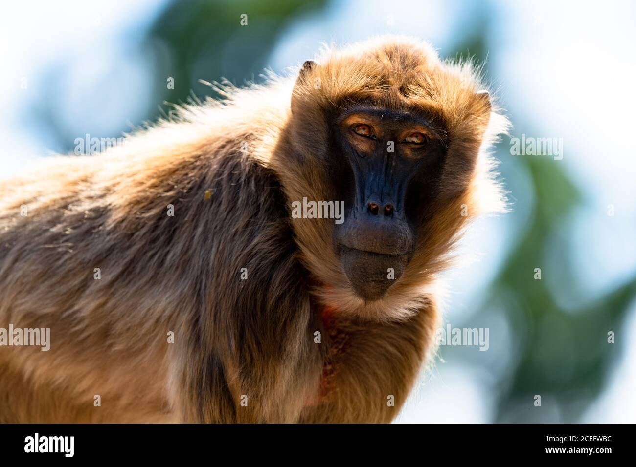 Chest hairy portrait hi-res stock photography and images - Alamy