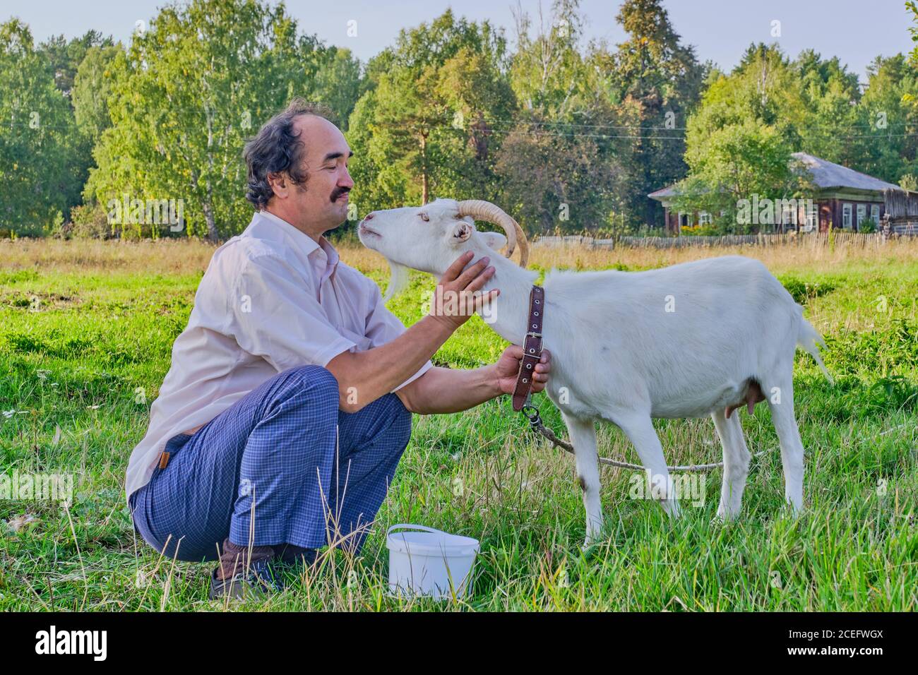 A senior asian man in a white shirt communicates with a white goat ...